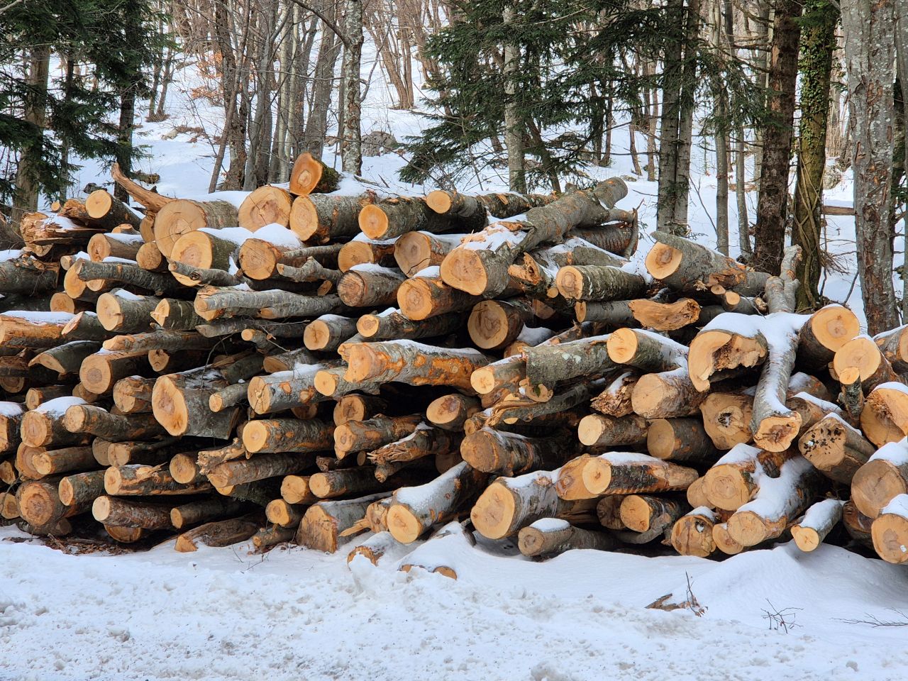 Nacionalni park Sjeverni Velebit donirao drva za ogrjev za potrebite ...